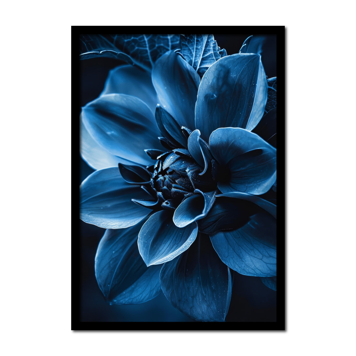 Poster blauwe dahlia bloem Kopen? Posters v.a. 6,95
